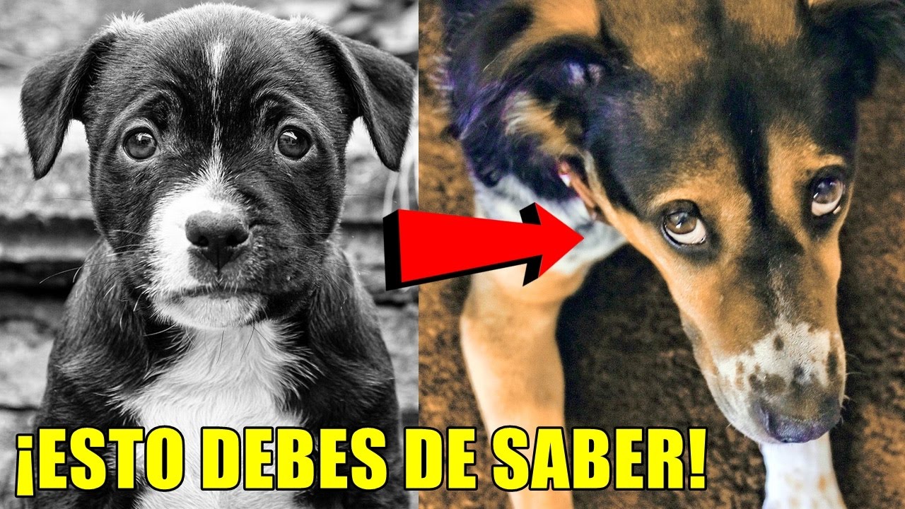 ¿Qué significa esa mirada de pena y culpabilidad de tu perro? ¡ESTO ...