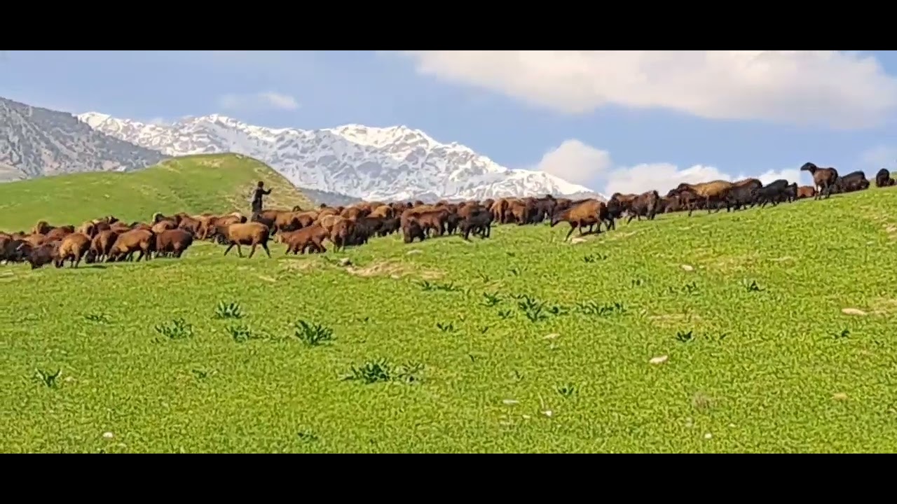 Tomoshoga Faqat Qo'y Qo'zilar Qo'chqormisan Qo'chqorlar Manzara Udar ...