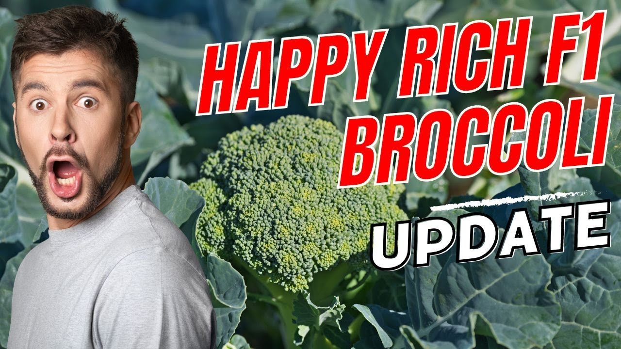 Happy Rich F1 Broccoli Update - YouTube