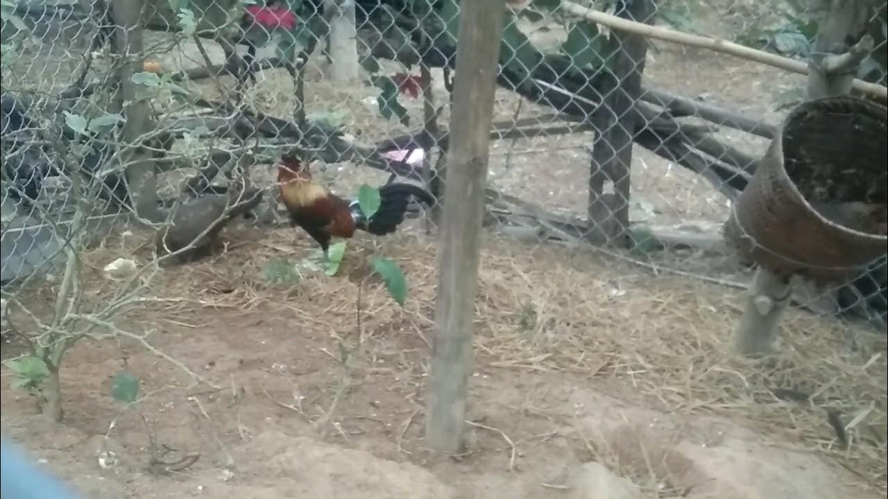 saib kuv tus qaib qus khav heev lawm - YouTube