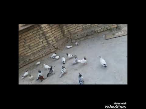 فقرة اليوم صور تور ملاتي 💪💪💪 - YouTube