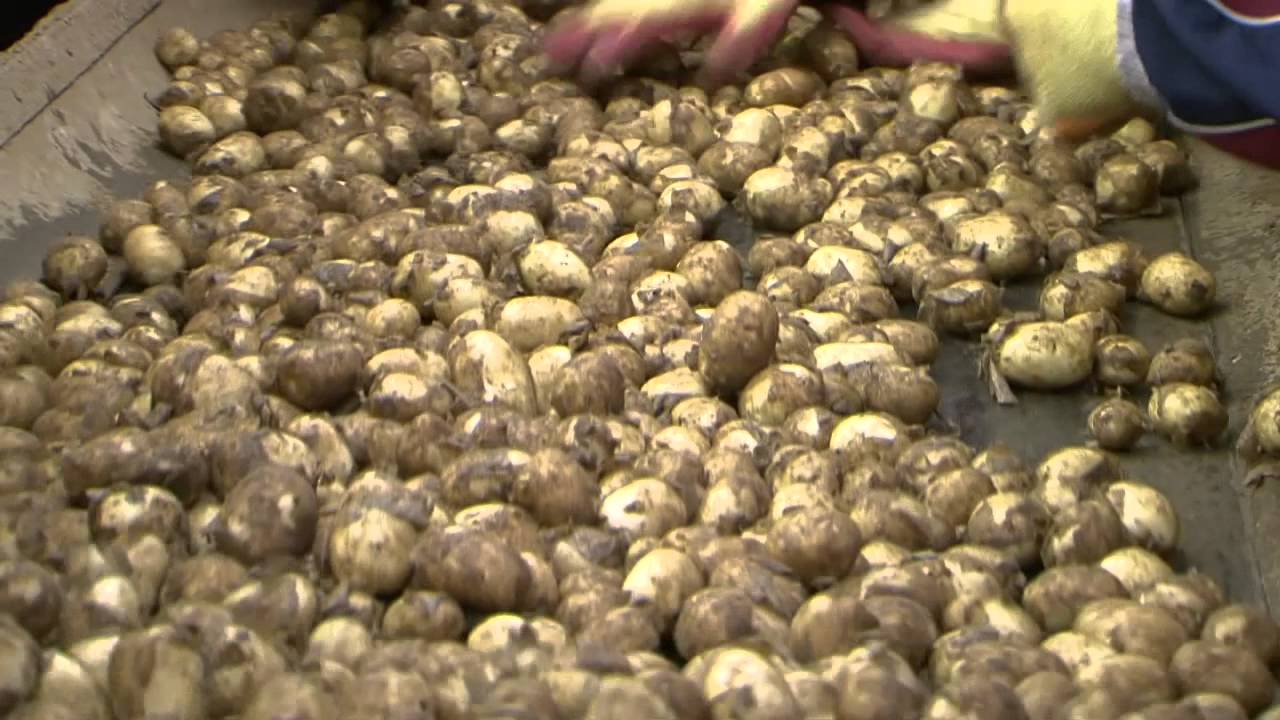 Heygate Farms, Swaffham - The home of Norfolk Peer new potatoes - YouTube