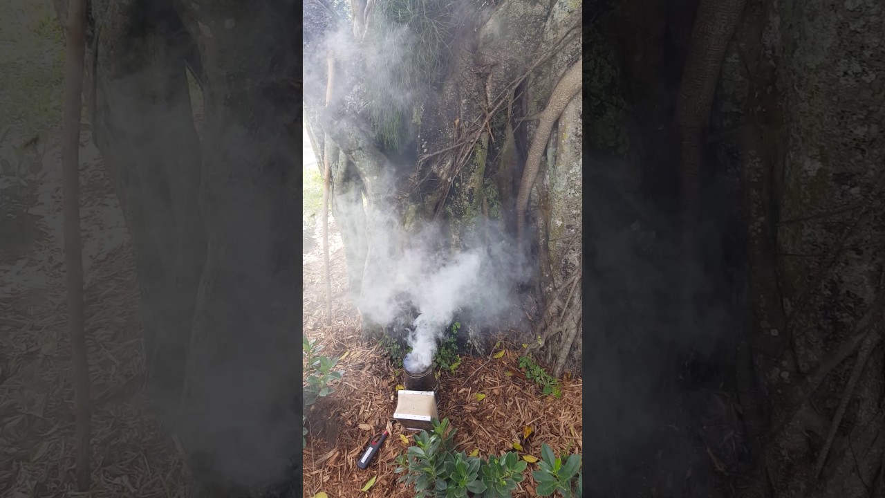 Smoking out bees from inside tree - YouTube