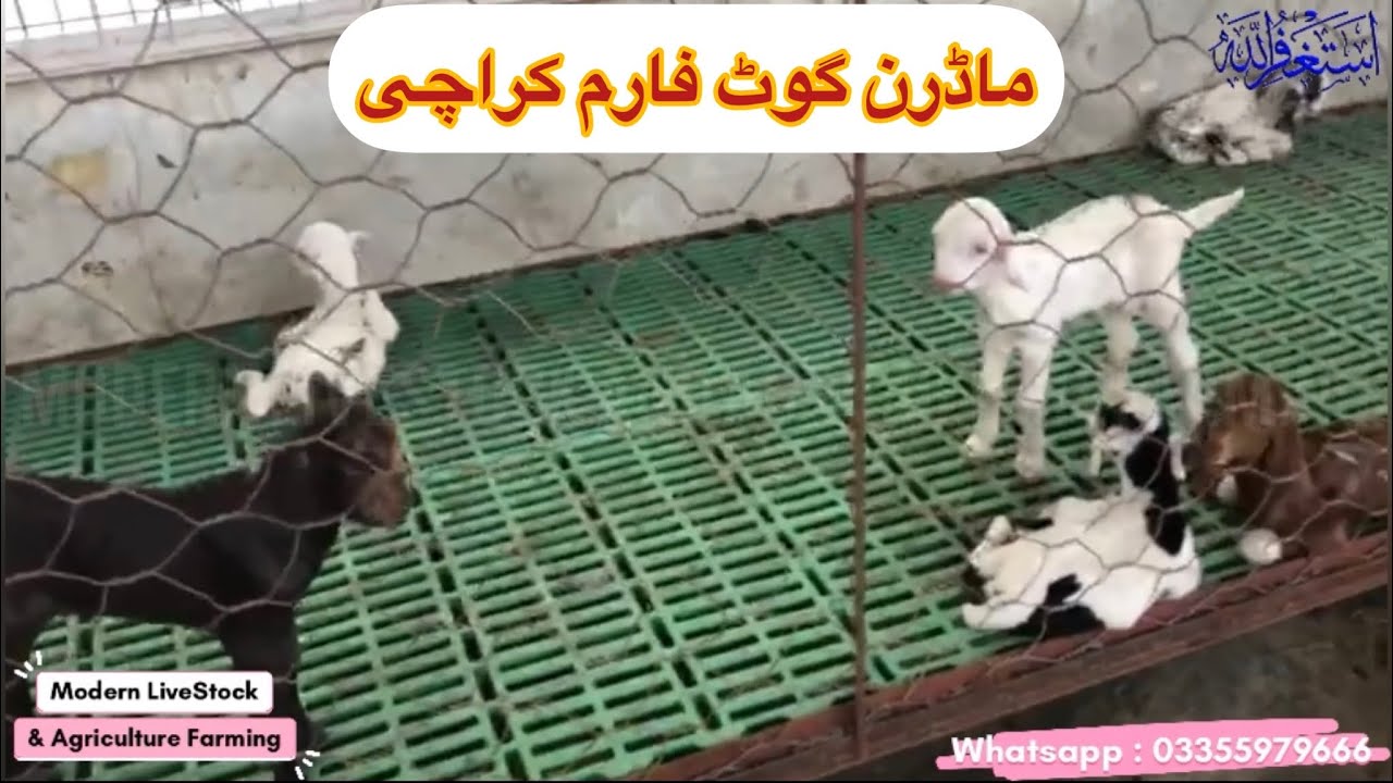 Modern Goat Plastic Elevated Shed for Goat Kids Rooftop Goat Farming ...