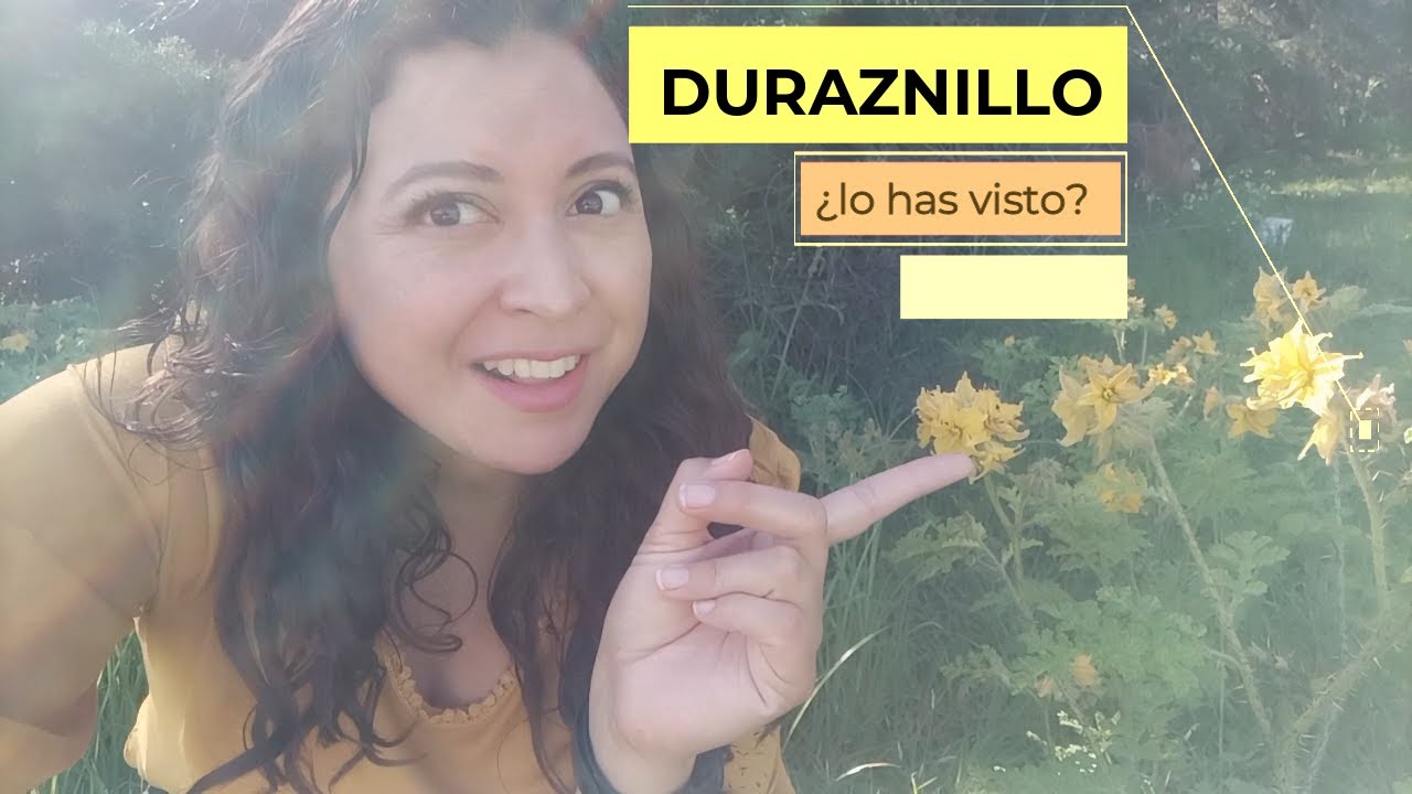 DURAZNILLO, Solanum rostratum Dunal, ayohuiztle, mala mujer... una ...