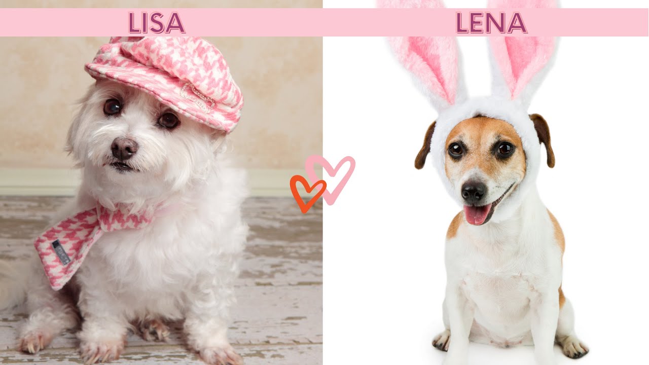 Lisa or Lena ️ Dogs Edition ️ @lisaorlena4u #lisaorlena #dog #dogs ...