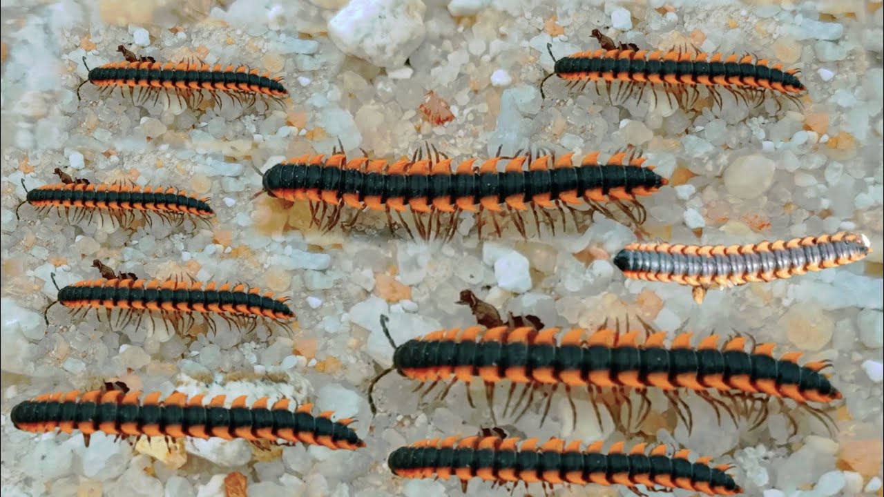 wow . So many worms And it lives on the fertile soil near the stone ...