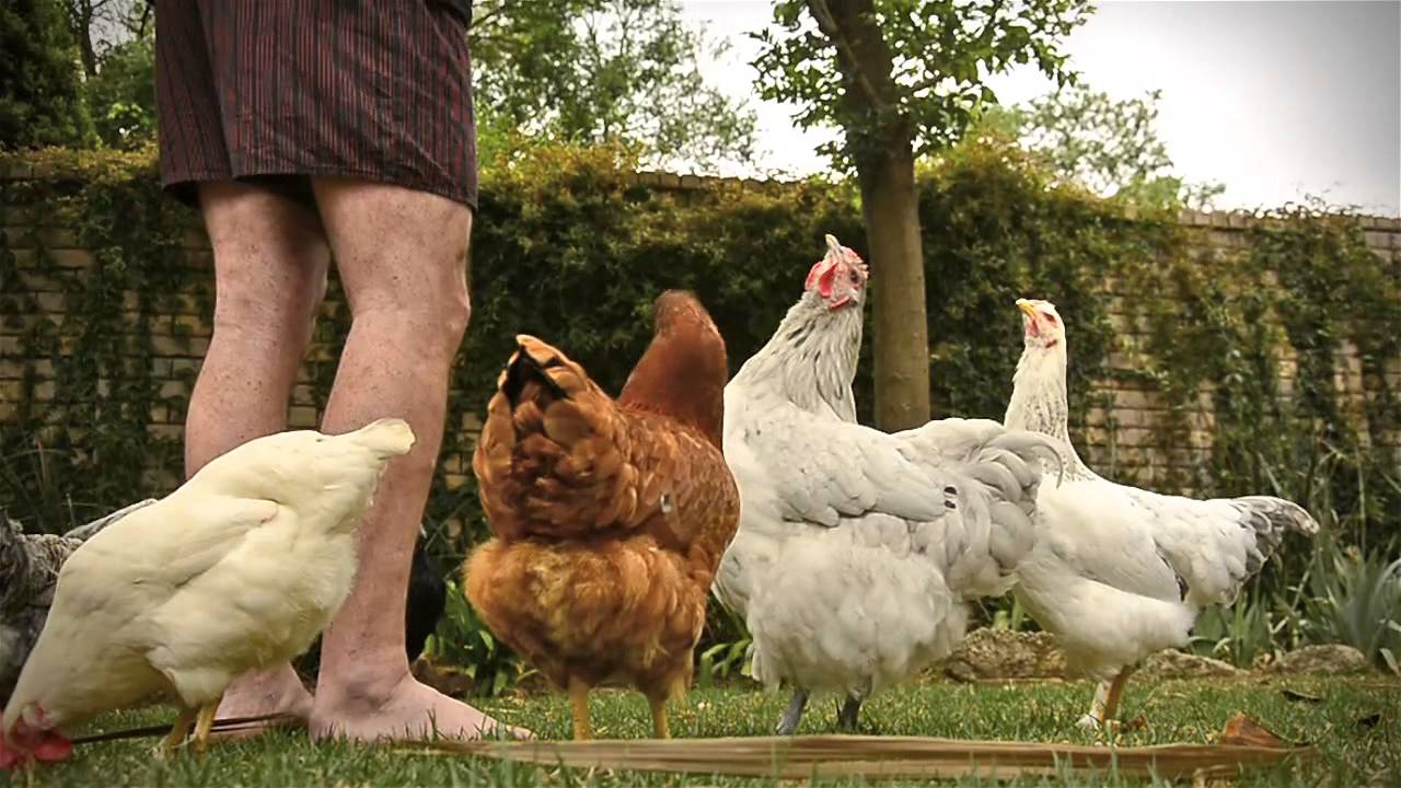 Slow Motion chicken hops - YouTube