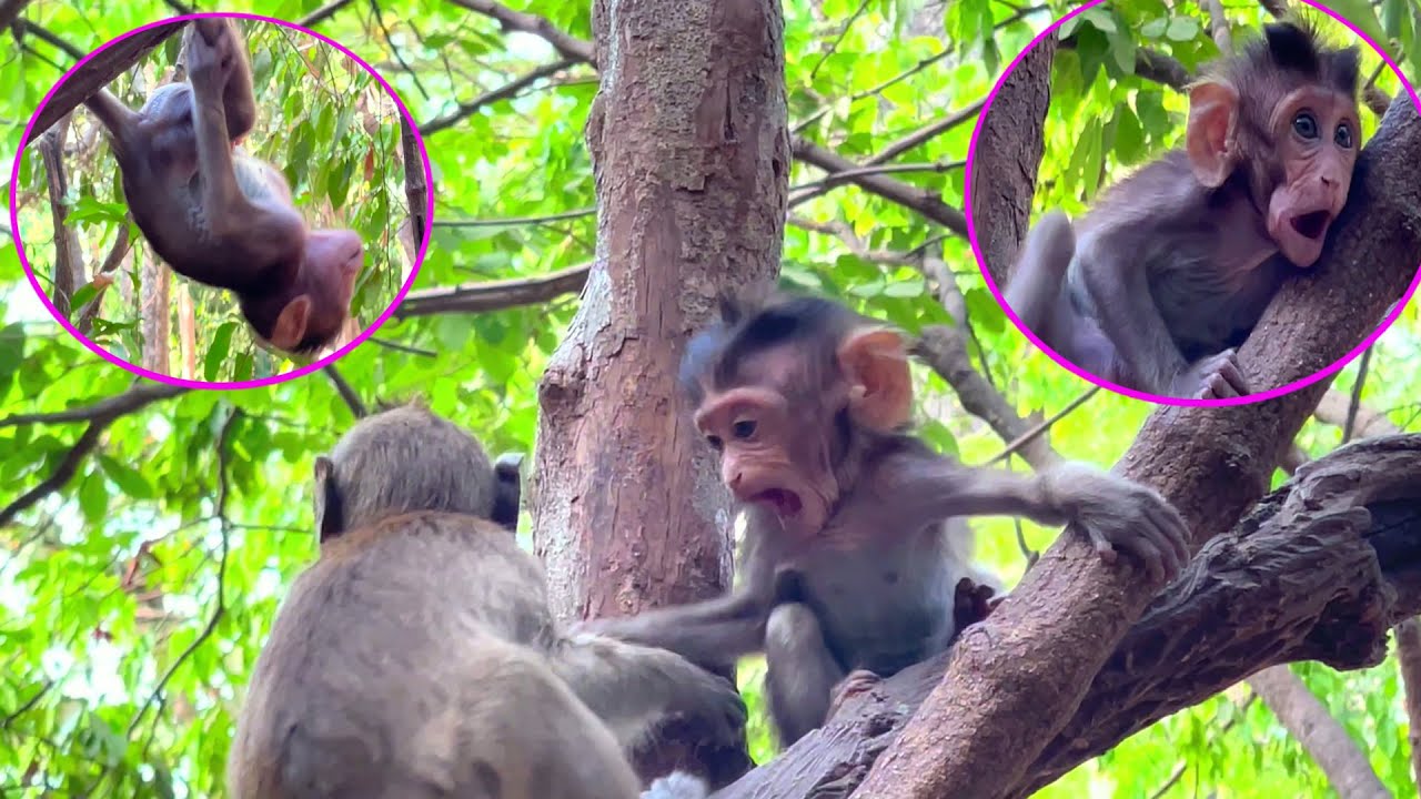 Wow! Cute baby Monkey exercise on a tree 😂 #monkeyvideo #monkeylife #monkeylove #wildlife # ...