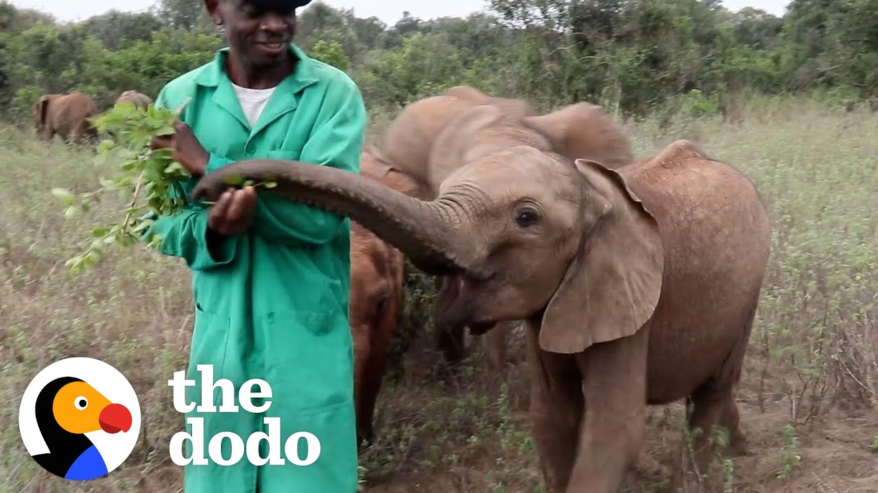 Guys Stick By Baby Elephants 24/7 For Years | The Dodo Heroes - YouTube