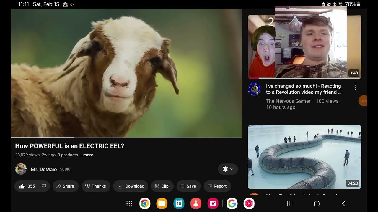 how POWERFUL is an ELECTRIC EEL? by @MrDeMaio reaction (mr demaio and andy got shocked) - YouTube