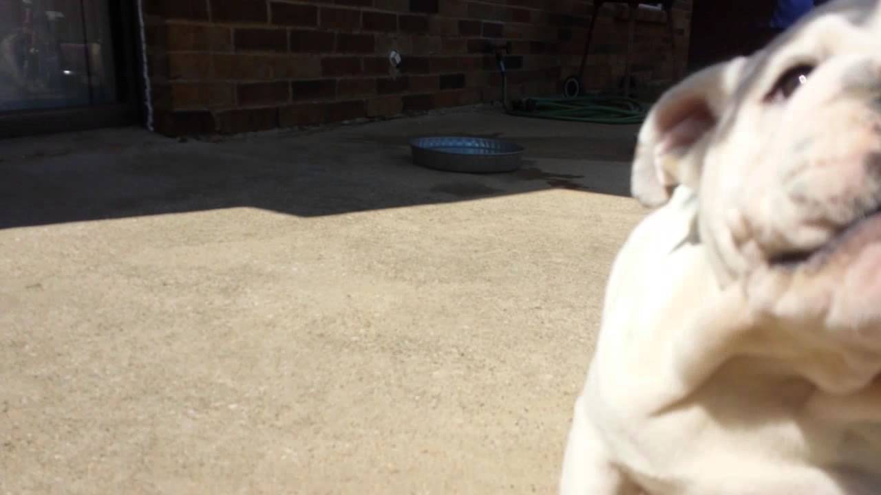 Bulldog Puppy Chasing the Camera - YouTube