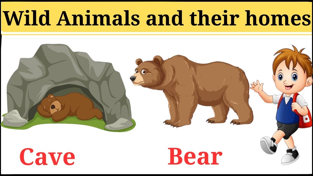 Wild animals and their homes, animals and their homes, wild animals ...