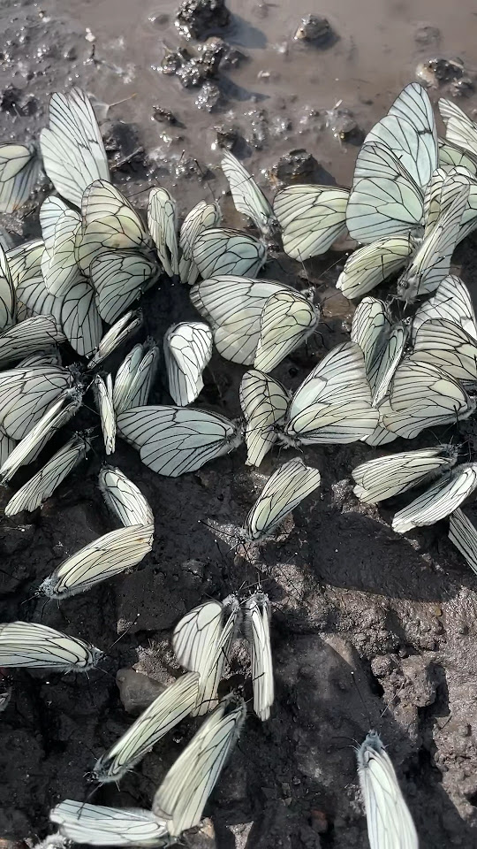 Бабочки пьют из лужи? Нашествие бабочек-капустниц🦋🦋🦋 - YouTube