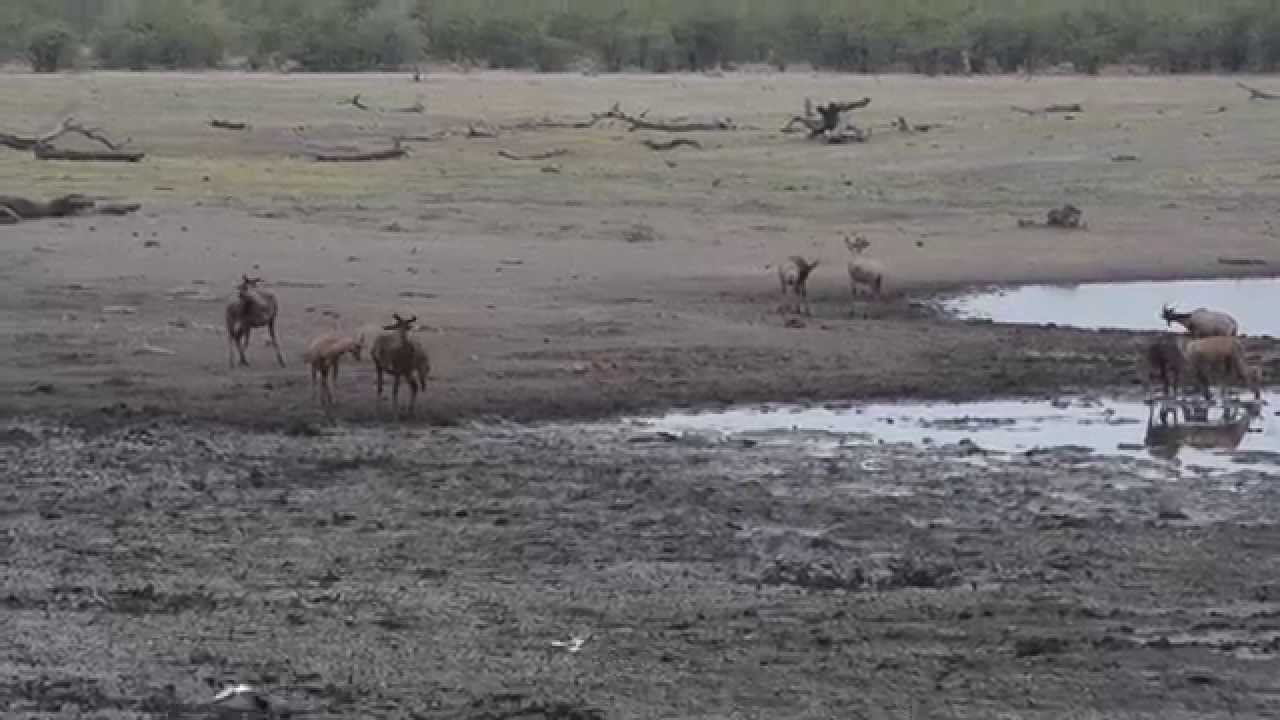 Tsessebe at Grootvlei Dam - YouTube