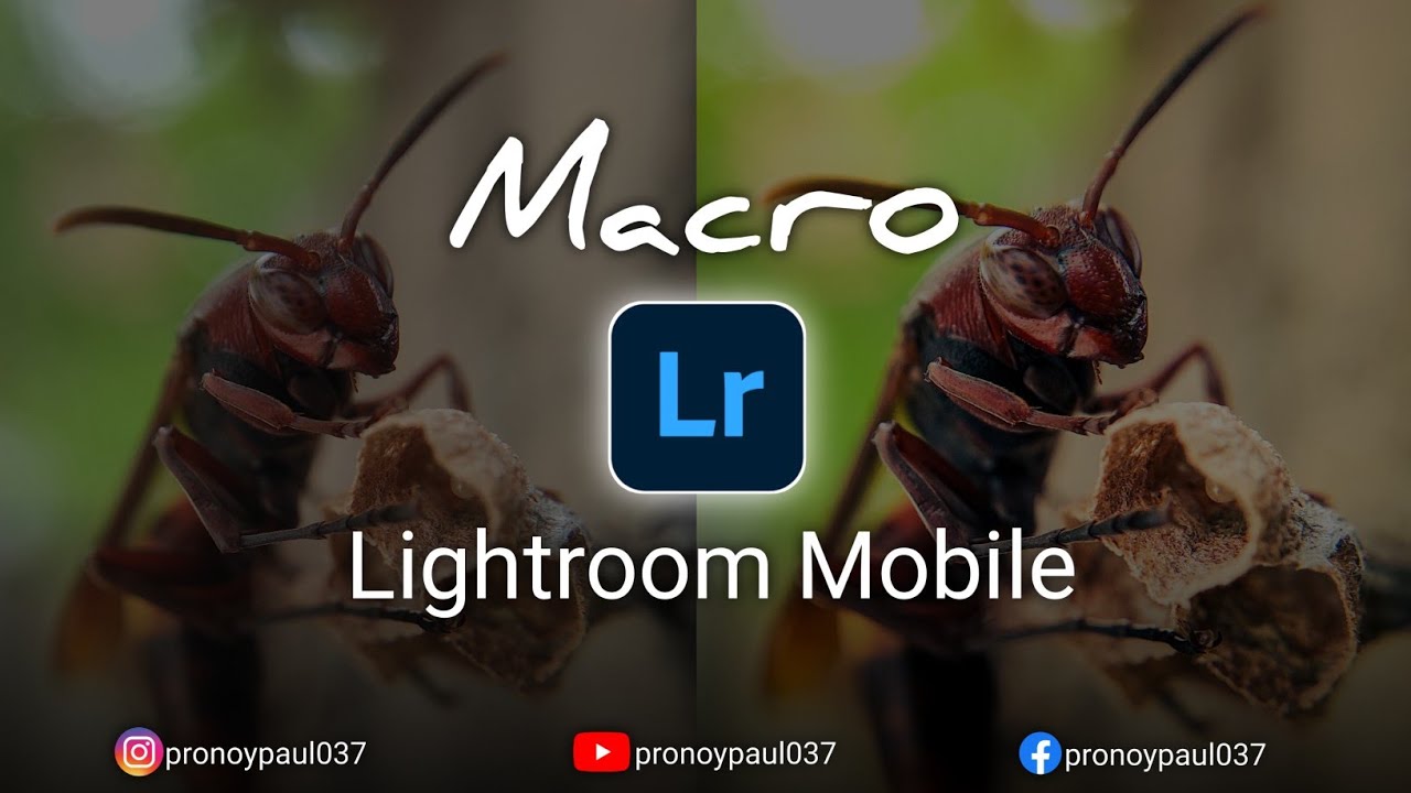 Macro photo editing in Lightroom mobile || Macro photo editing tutorial ...