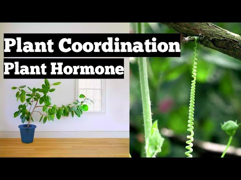 Plant coordination|coordination in plant|plant hormone|Control and ...