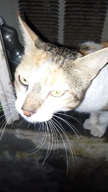 Cat ko khana khilate huye #catlover #help #streetcats #trending # ...