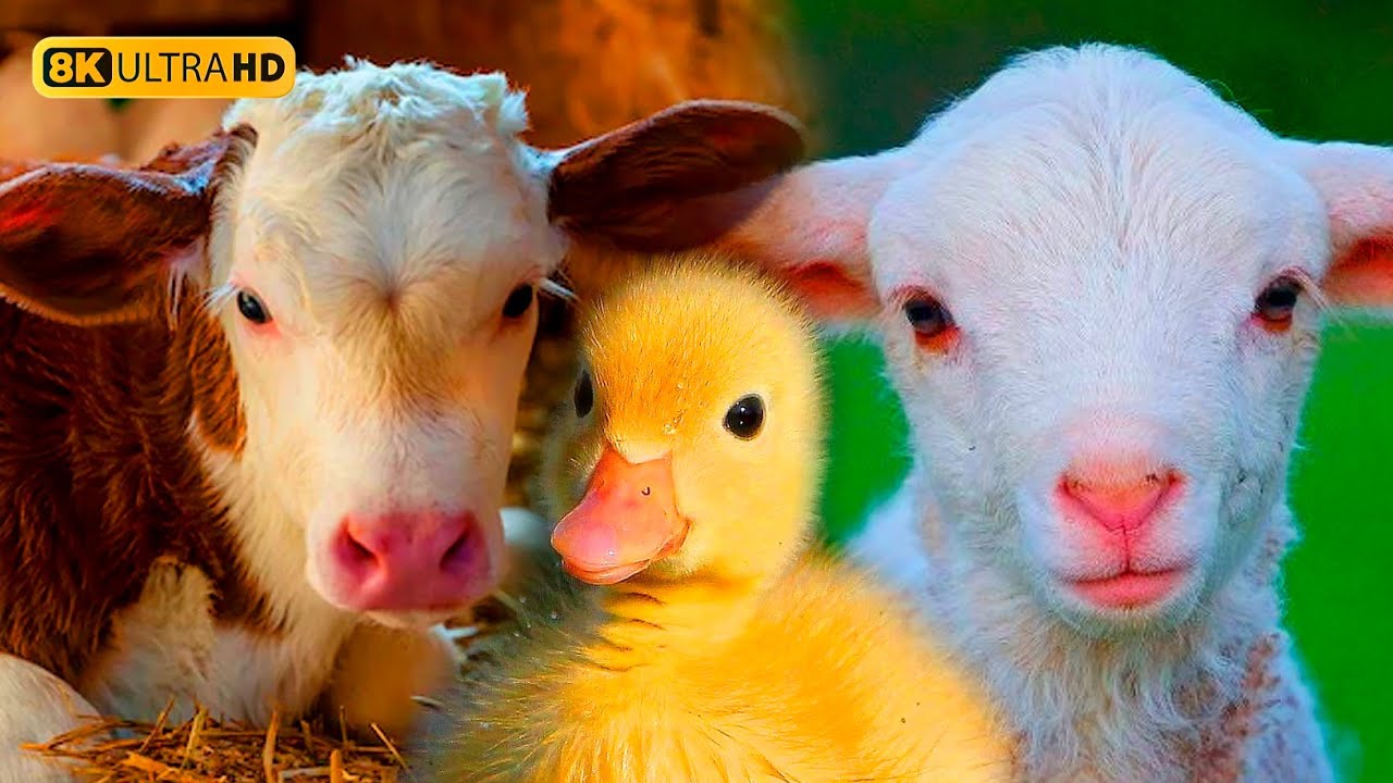 CUTE FARM BABY ANIMALS - lamb, calf, duckling, piggy, horse - YouTube
