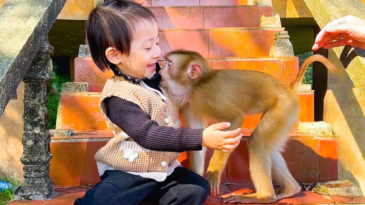 Unforgettable Embrace: The Heartwarming Reunion of Monkey Kaka and Her ...