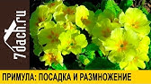 Примула. Что Делать С Подарочной Примулой В Горшке. Садовые Примулы ...
