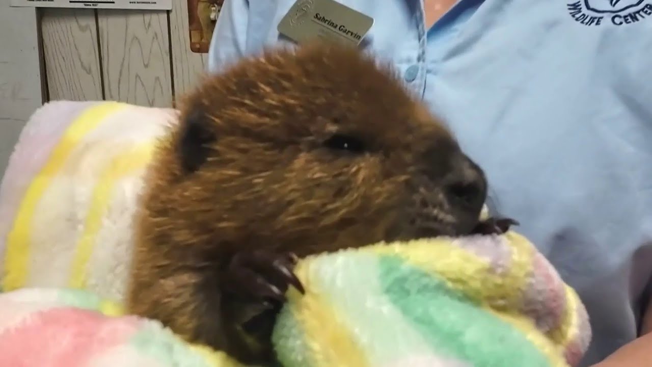 Southwest Virginia Wildlife Center rescues baby beaver - YouTube