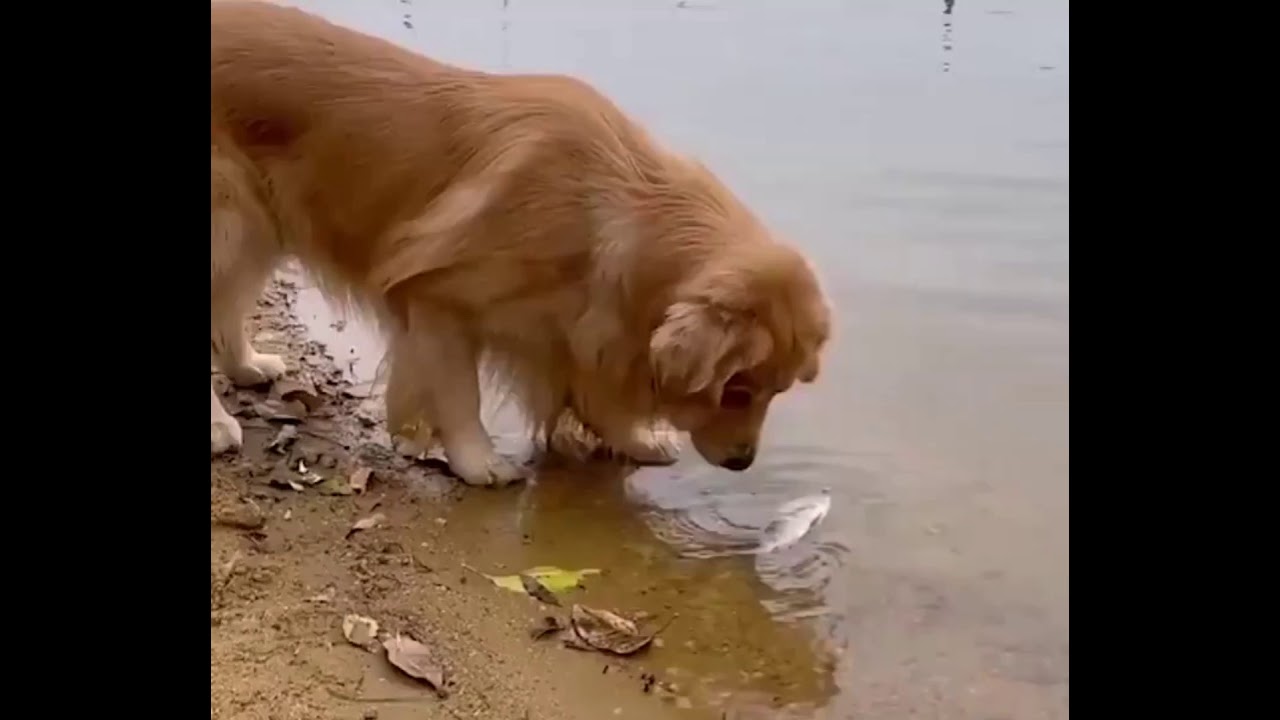 Dog saves fish. Golden retriever - YouTube
