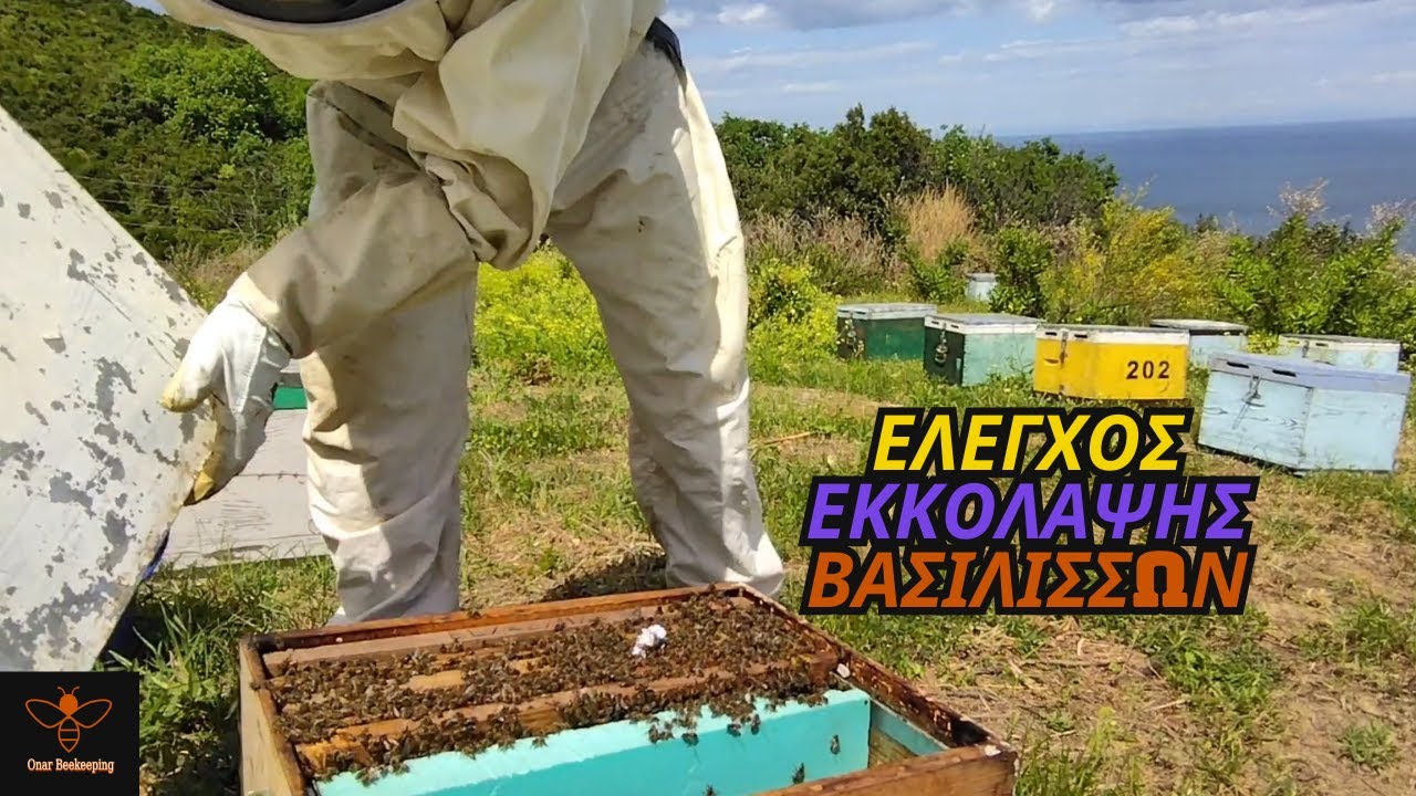 Έλεγχος για εκκόλαψη βασιλισσών και μελισσοκομική βόλτα / Παραφυάδες ...
