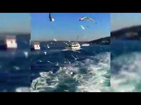 status üçün vido 2021