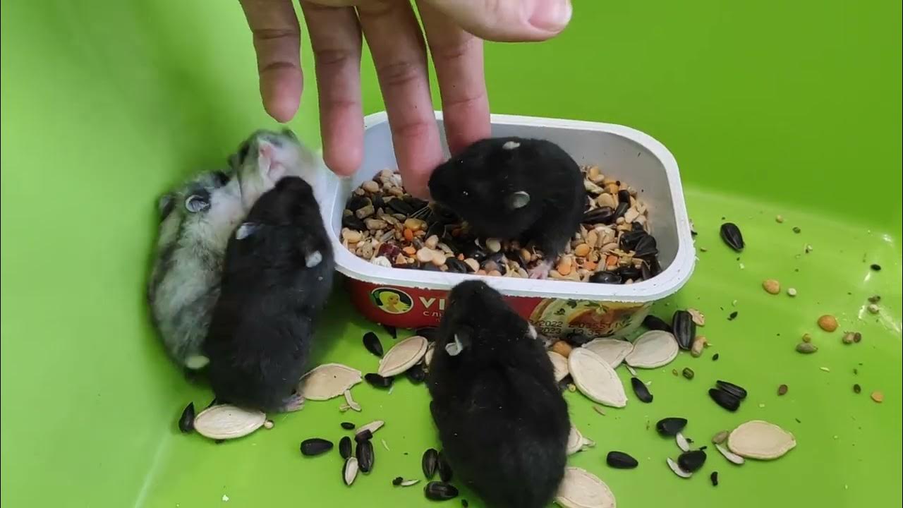 Джунгарики. Джунгарский хомяк. Джунгарские хомячки. - YouTube