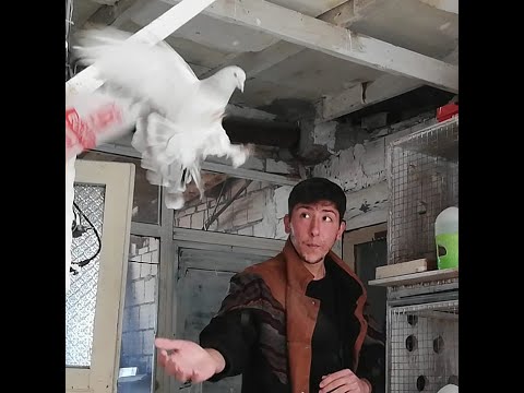 Facebook,Gebze Sarıkır. Film Yok: Kuş Uçar, Fiyat Biçilir. Herşey Açık. Sarıkır Taklacı Güvercin
