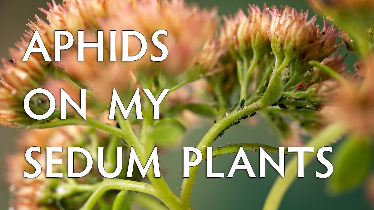 Aphids on sedum plants & the predators that control them - YouTube