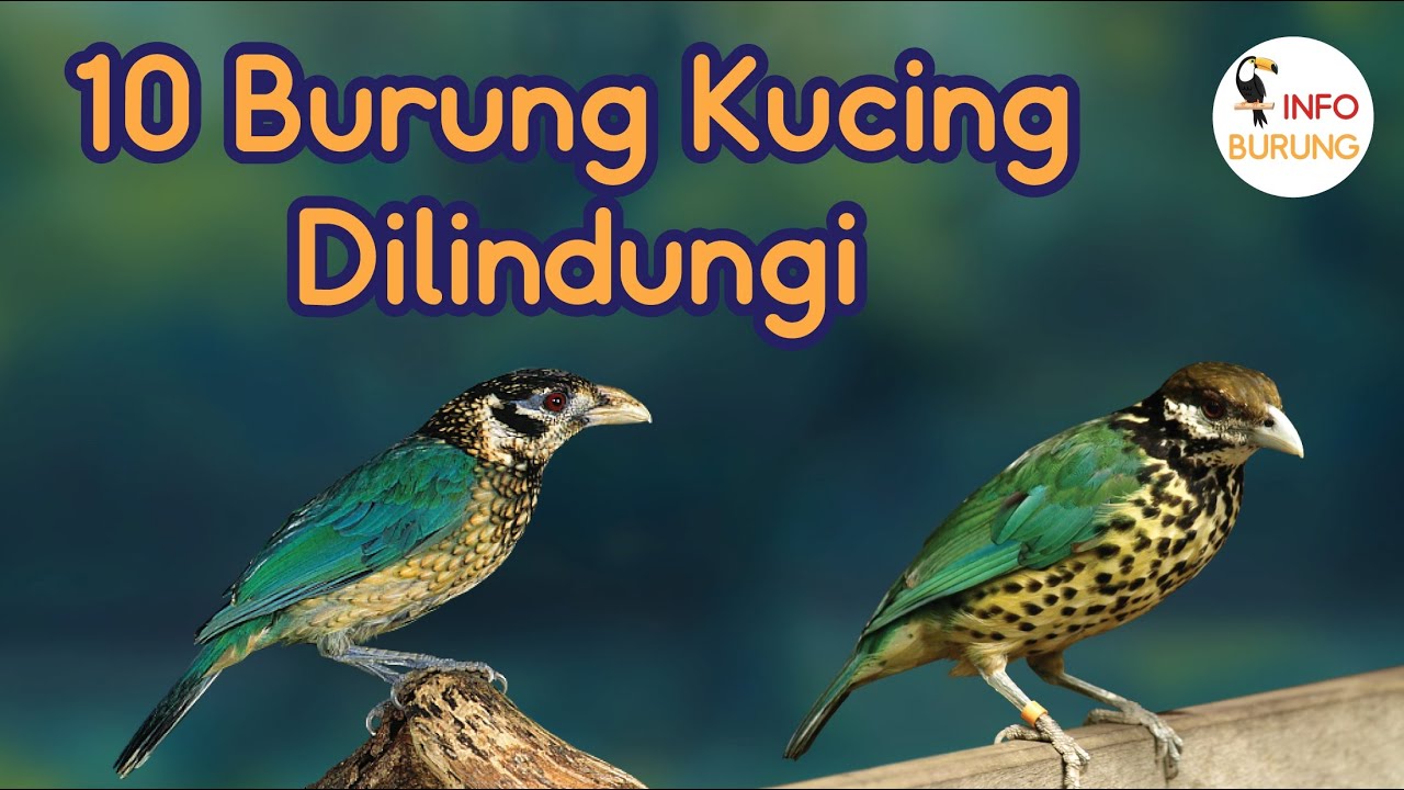 10 Burung Kucing Dilindungi - YouTube