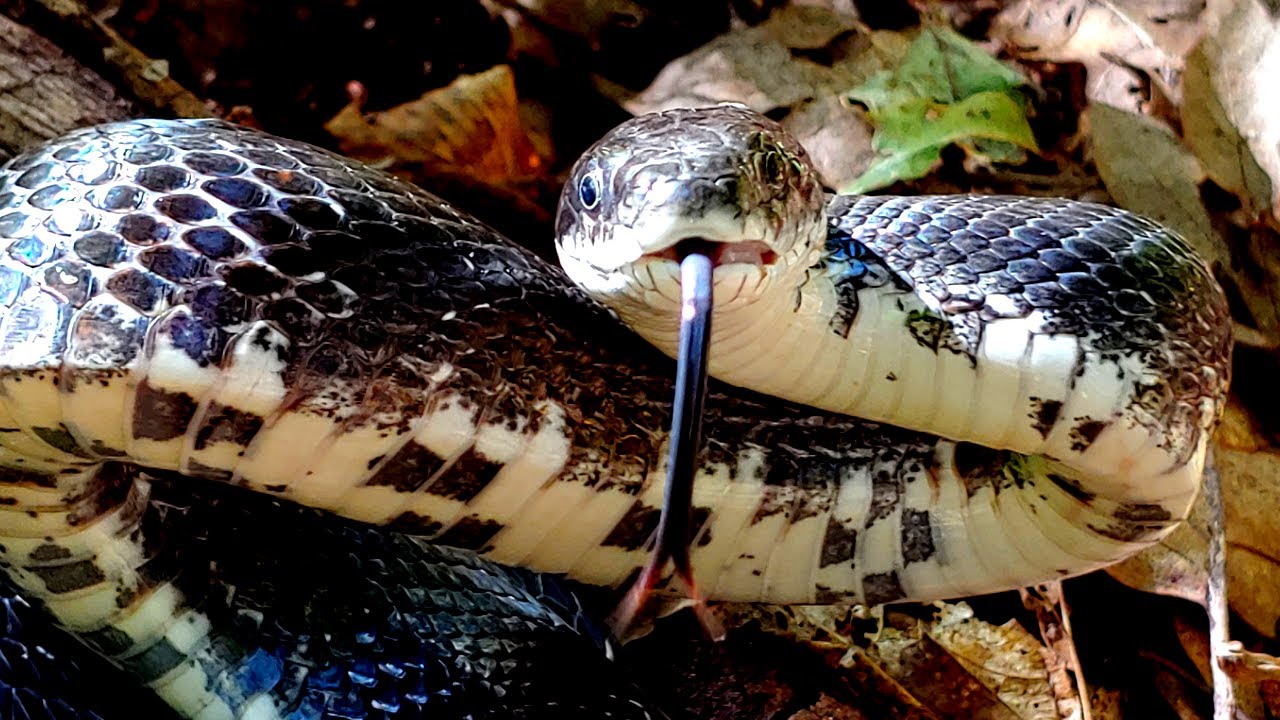 Edible Grass Snake