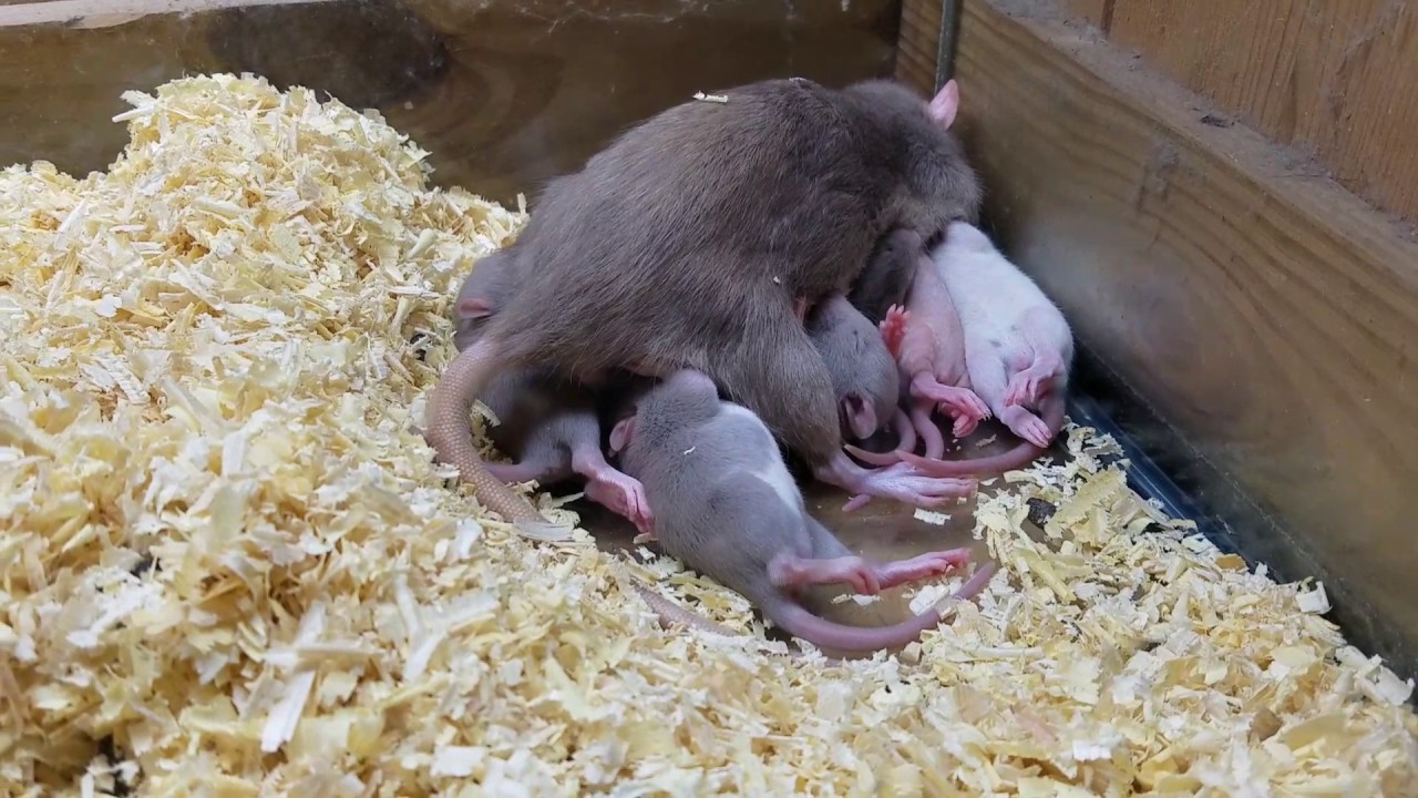 Mama and mice babies - YouTube