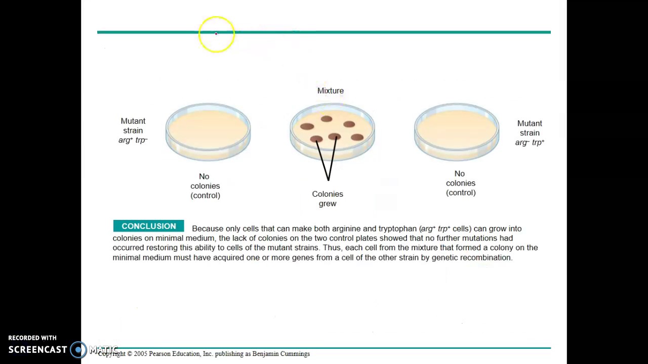 Genetic variation in bacteria - YouTube