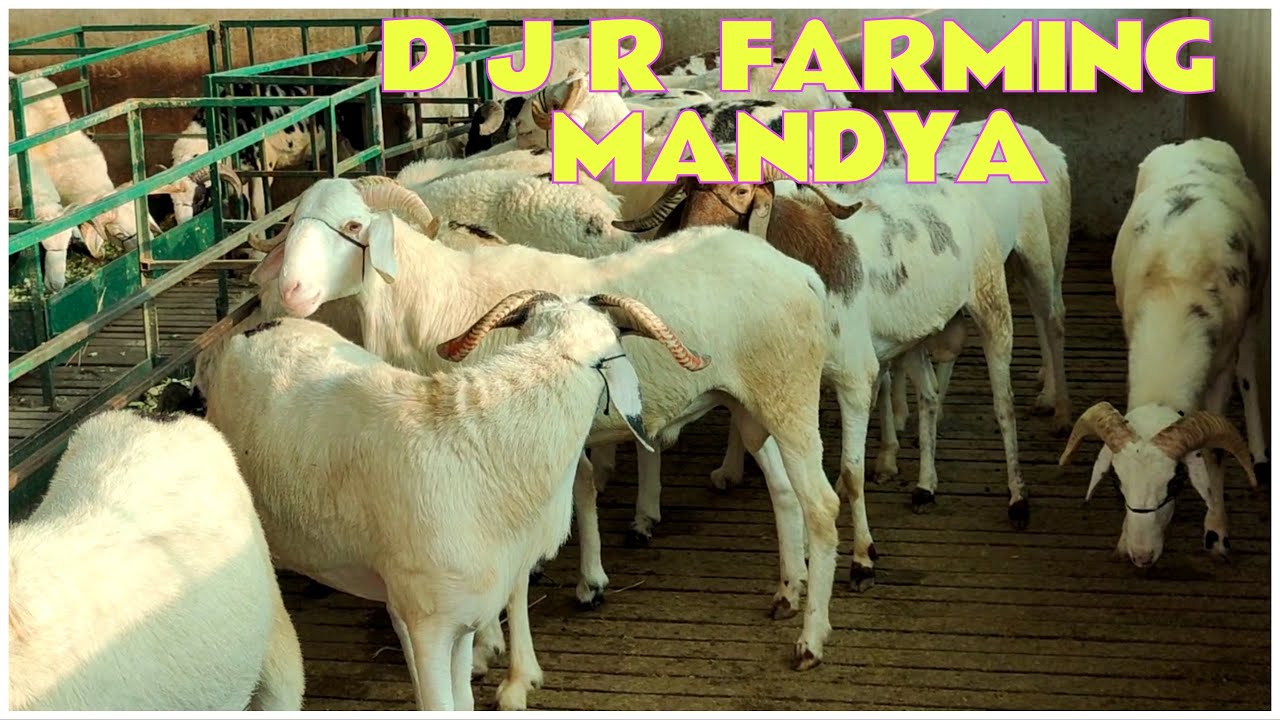 WHITE AMINGAD SHEEP | DJR FARMING MANDYA | FULL FARM TOUR - 9845656679 ...