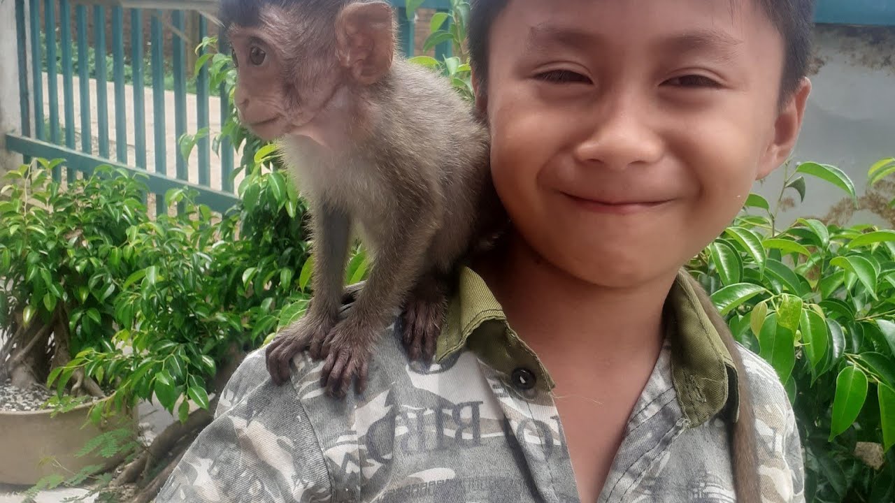 Young monkey is watching the phone with his mother. 🙉 - YouTube