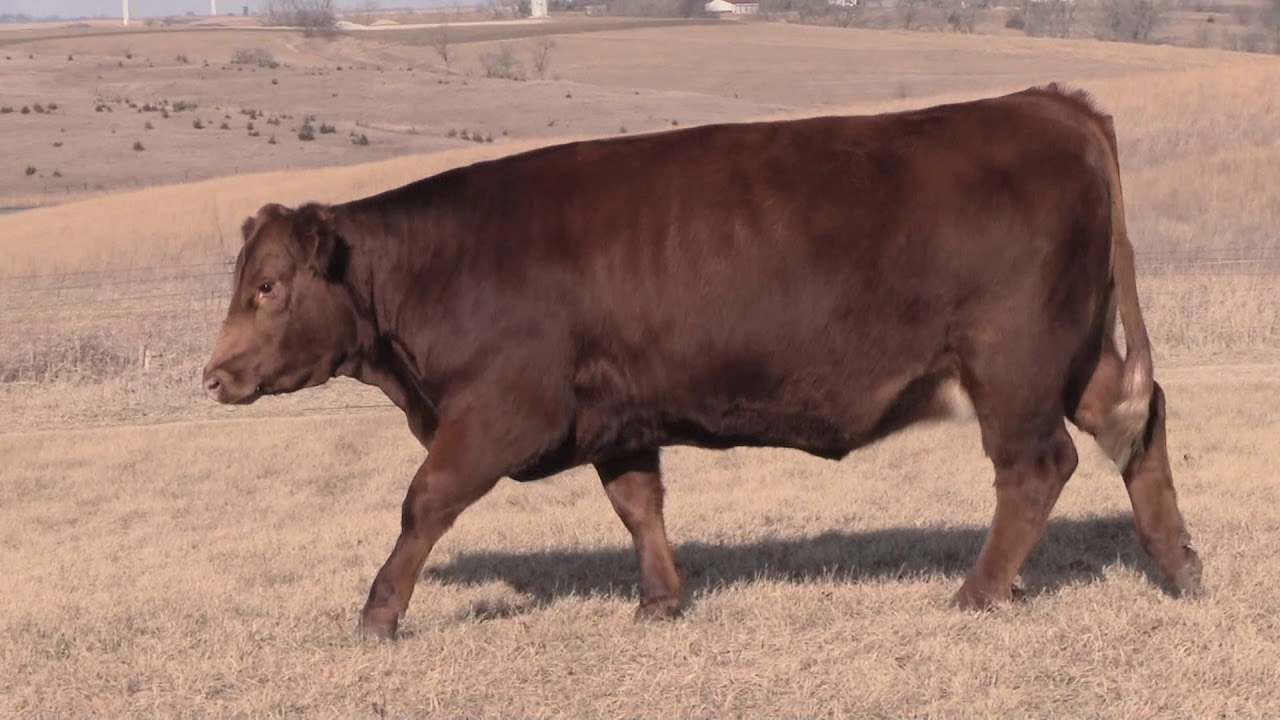 Long Bred Heifer 2 Dec 2019 - YouTube