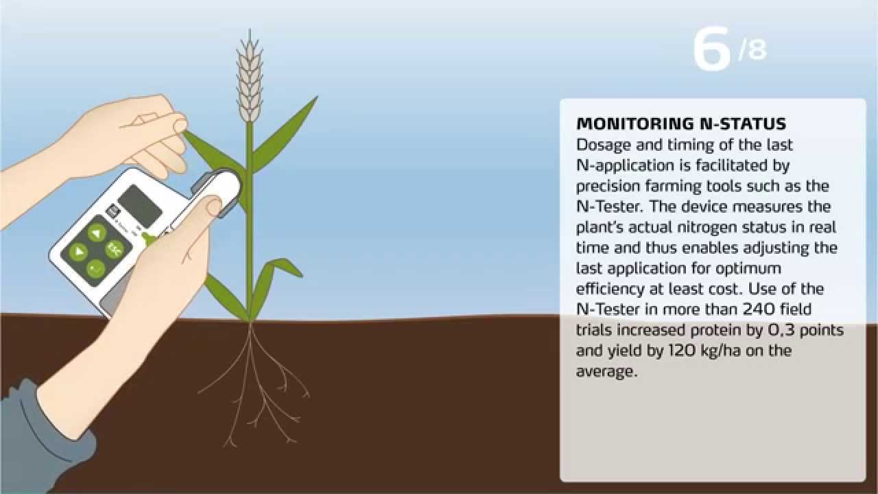 Wheat Quality: How to increase proteins? - YouTube