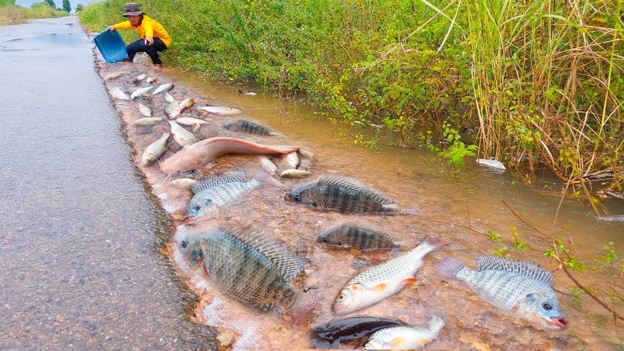 Episode #173 Top Amazing Video! a lot of catch fish by man on the road ...