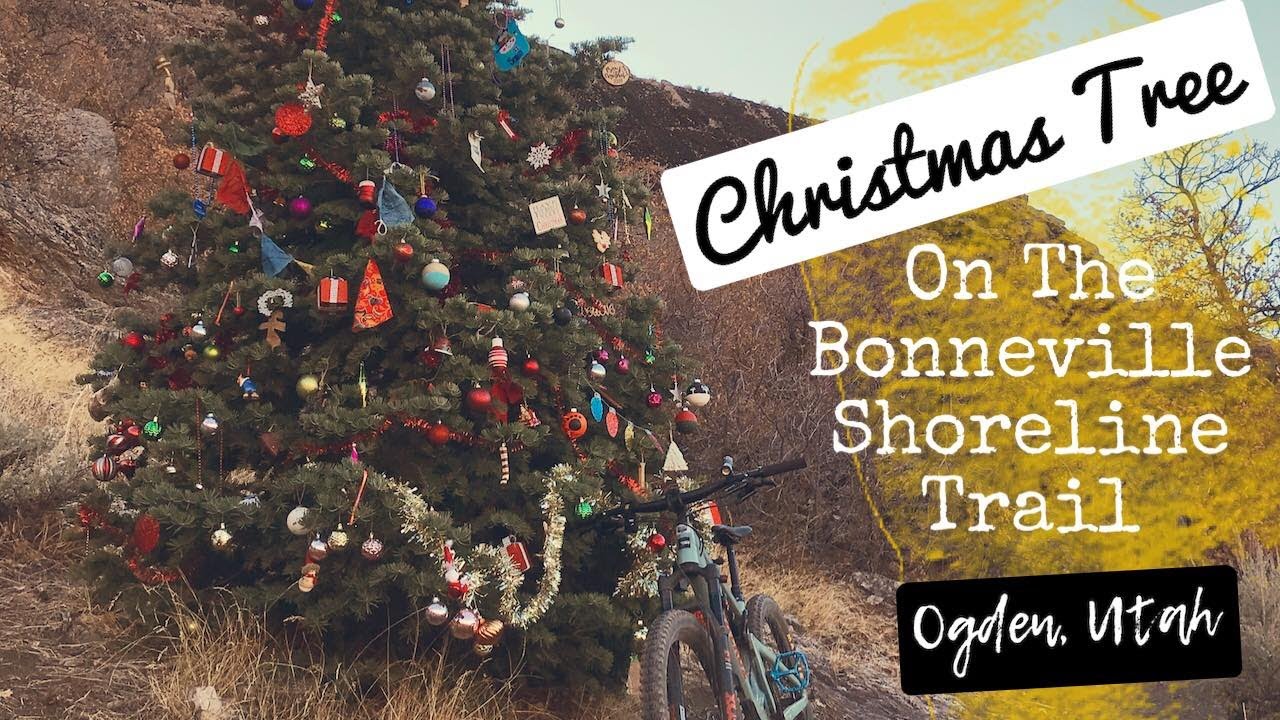 Christmas Tree on the Bonneville Shoreline Trail - YouTube
