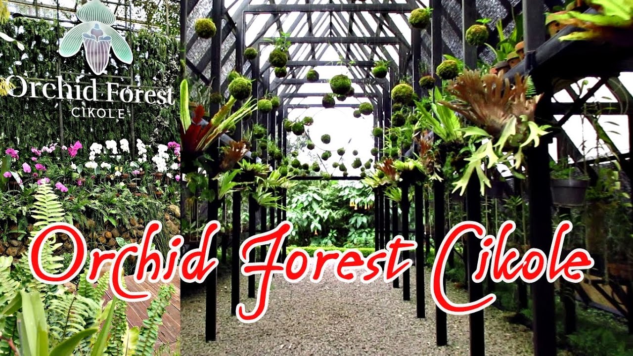ORCHID FOREST CIKOLE LEMBANG ‼️ WISATA BANDUNG TERKINI - YouTube