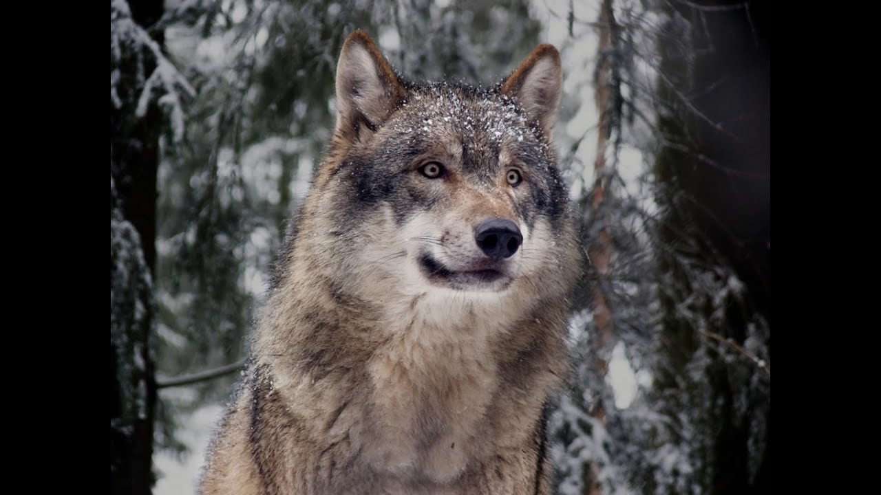 Wolves | Nature Calls - YouTube