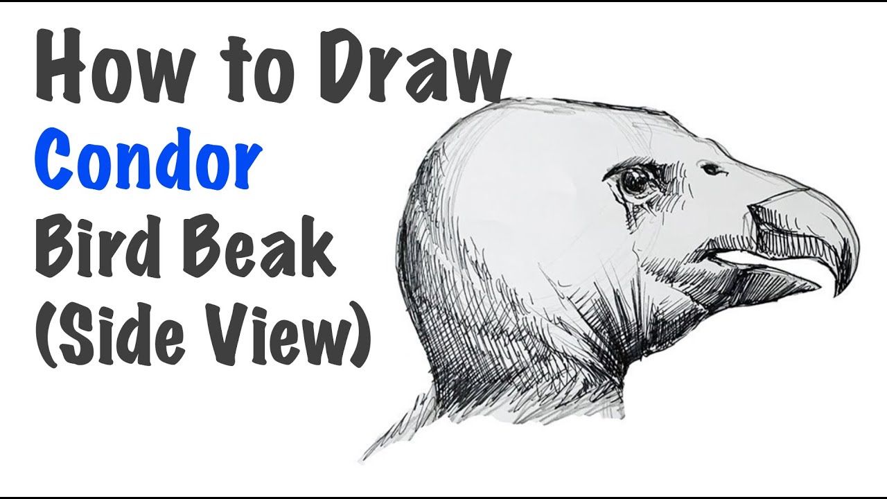 Draw a Bird Beak - Condor Side View - YouTube