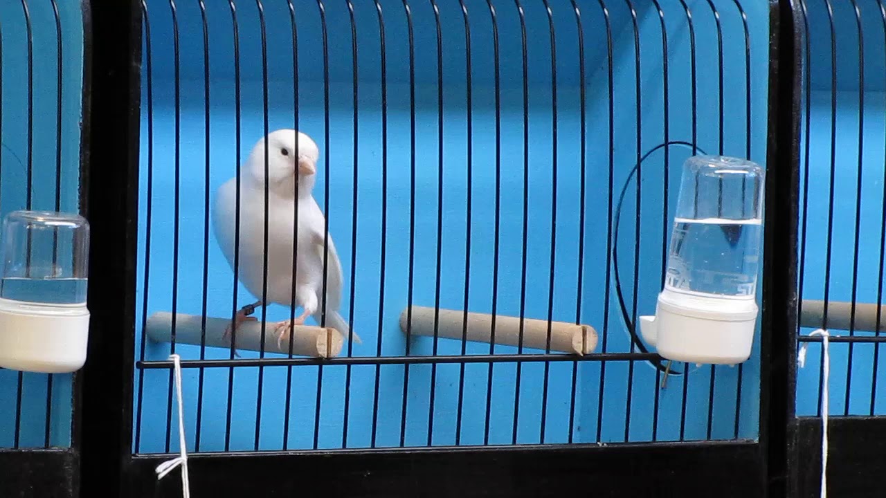 Canary Judging - Colorbred Canary Club Show 2019 - YouTube