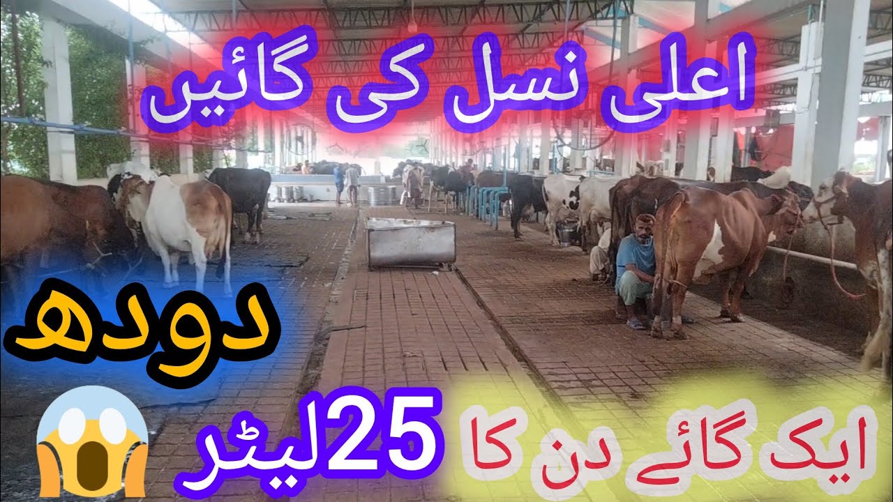 25 litte doodh aik din mein😱😱, Milking Cow, Doodh wali cow, Cattle ...