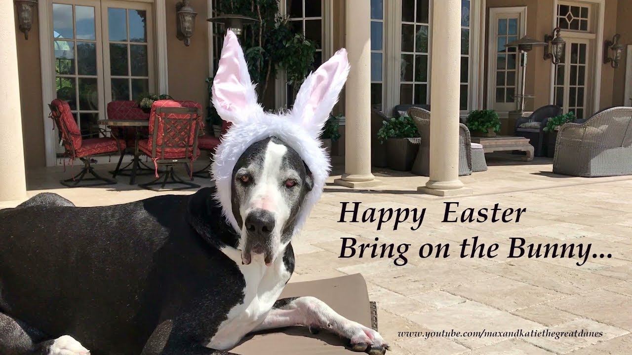 Funny Great Dane with Windy Rabbit Easter Bunny Ears Costume - YouTube
