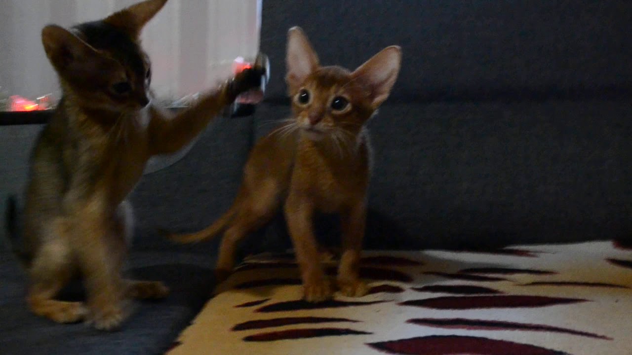 Ugo Red Fox and Uma Turman - YouTube