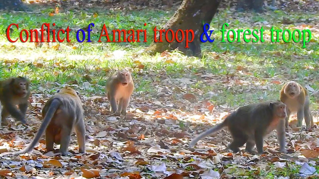 Terrify !!! Conflict of Amari troop and Forest troop, Sweet Pea want to ...